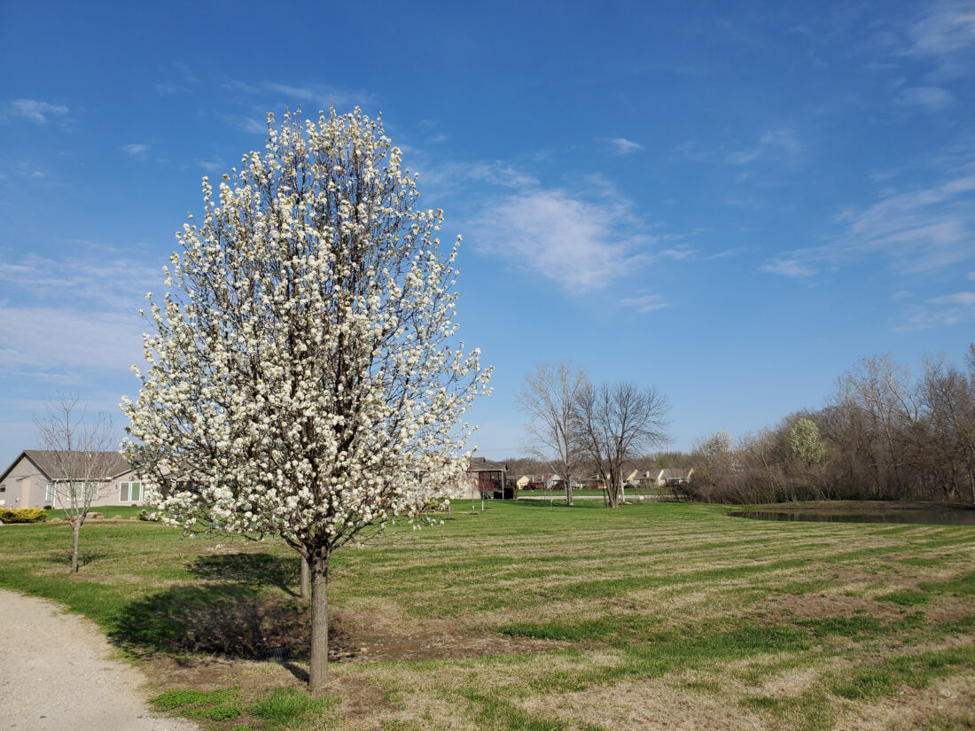 People in Kansas City, Lawrence and Topeka: You can get a good tree for ...